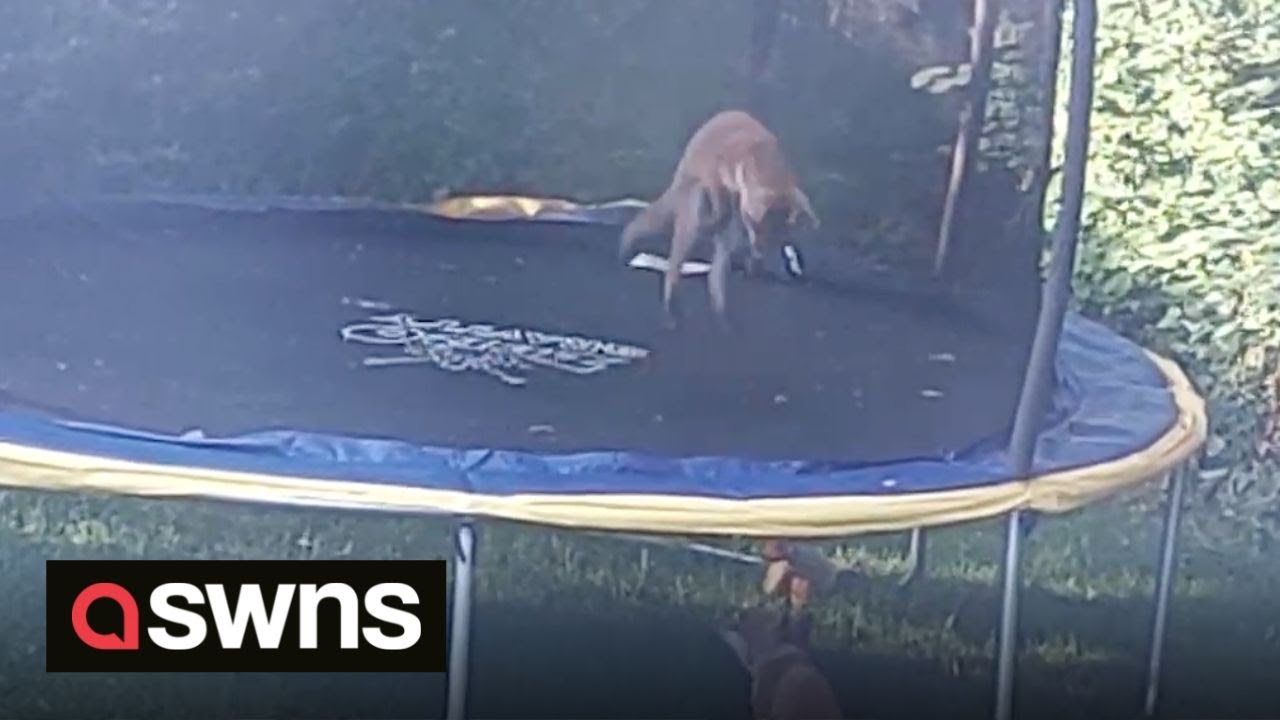 Adorable video shows two foxes BOUNCING on family's trampoline | SWNS ...