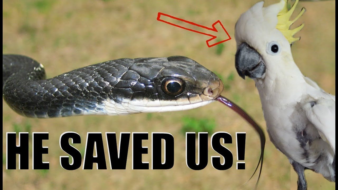 Bird Attacked By Snake | We CAUGHT It! - YouTube
