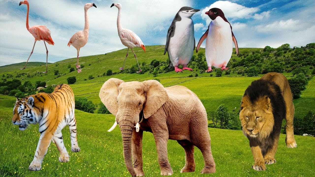 Cute Animal Sounds , Wild Animal Sounds : elephant, deer, tiger ...