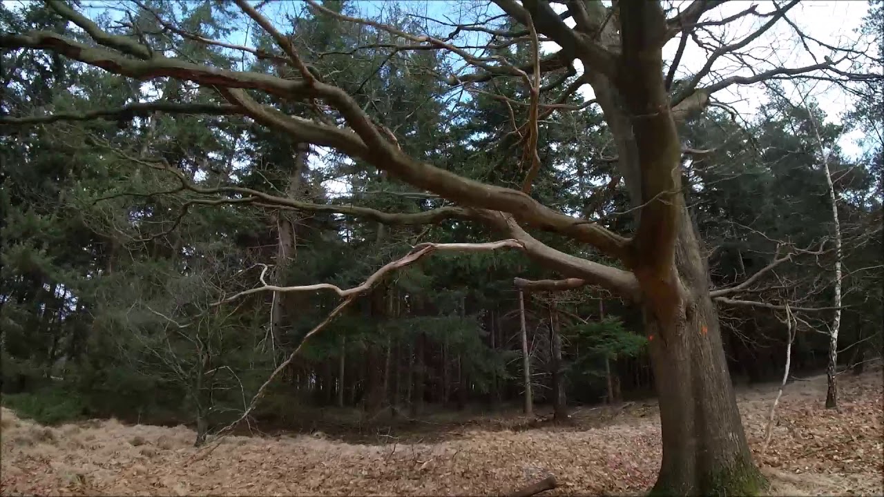Ghost-branches and exploration - YouTube