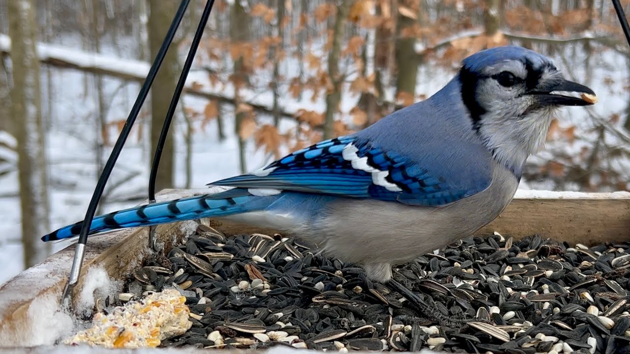 Bird Watching TV For Cats And Dogs - YouTube