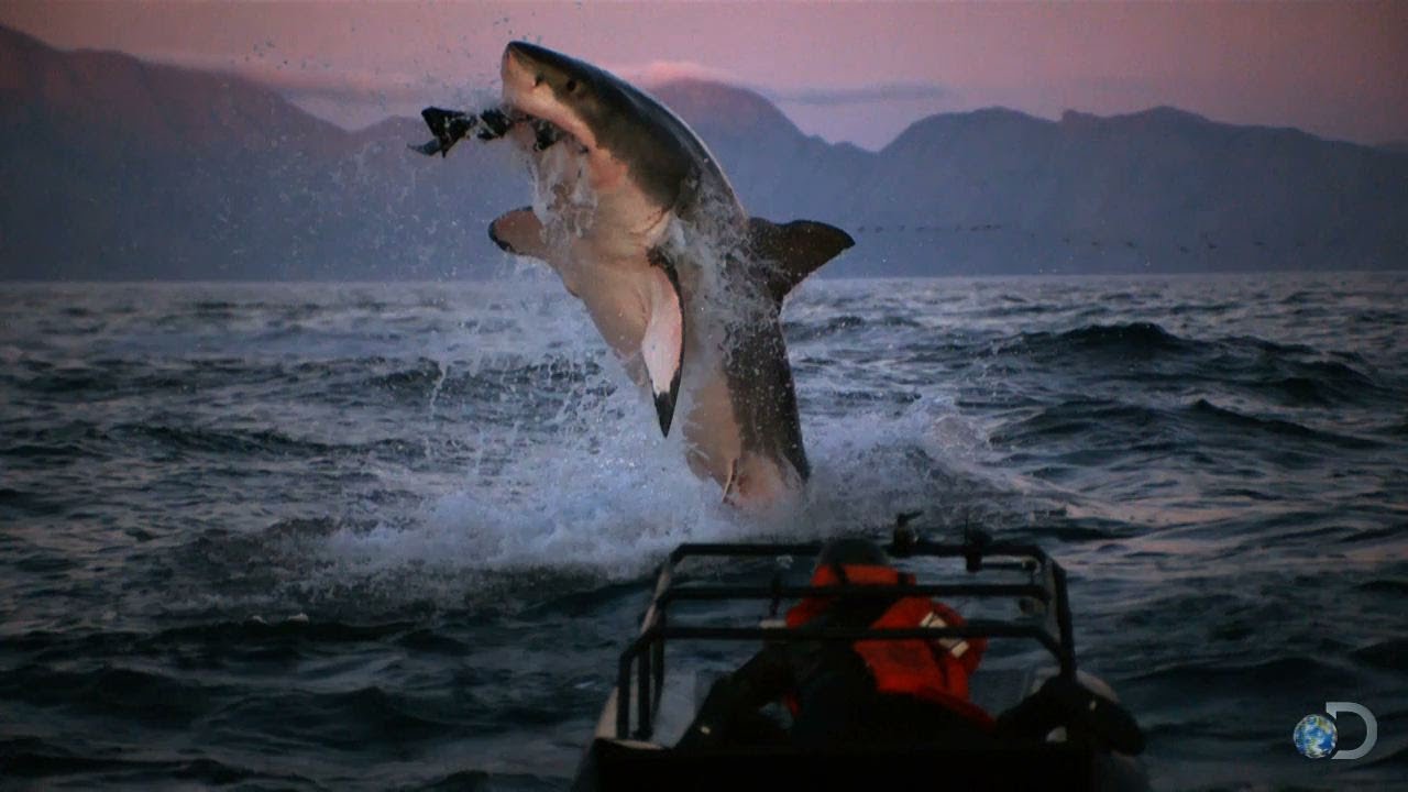 Celebrating Shark Week With A Jaws 2 Flashback I Love Destin Shark