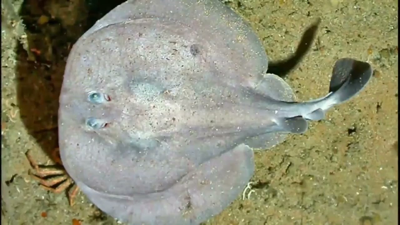 HEWAN PENGHASIL LISTRIK - IKAN PARI LISTRIK - YouTube