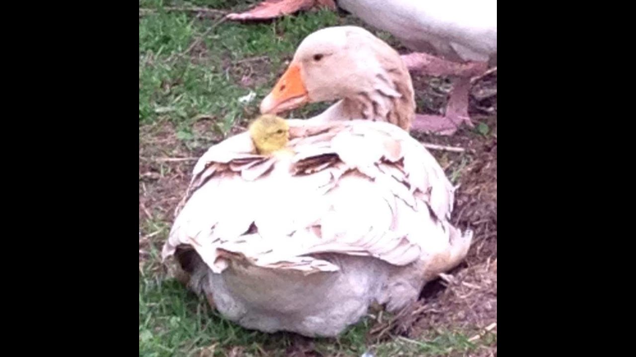 DIY how to build a nest.Reality can be stranger than fiction take a ...