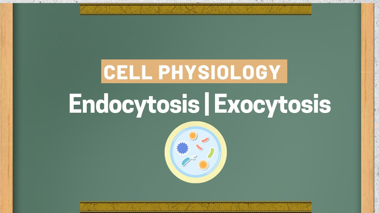 Cell Physiology Endocytosis Exocytosis Youtube