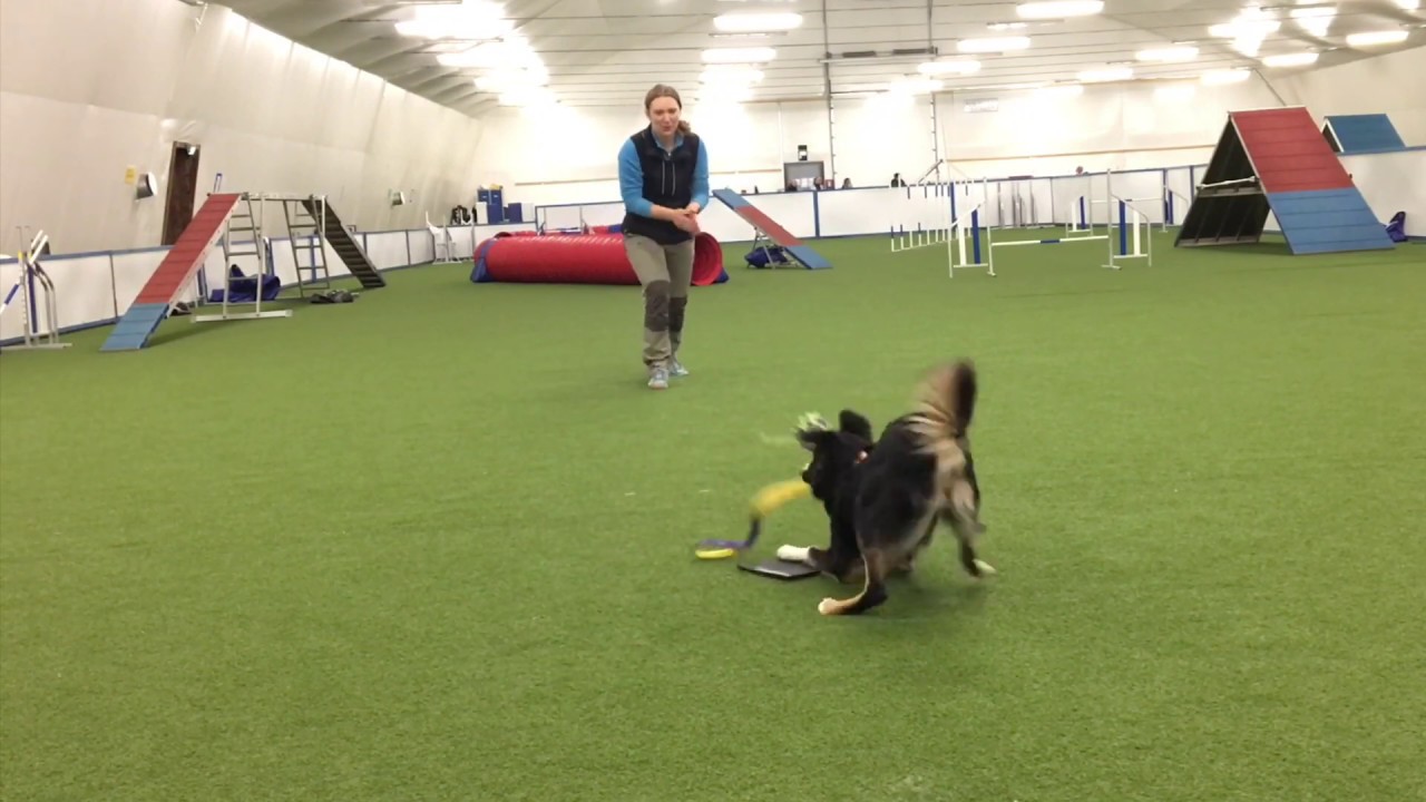Puppy Lina: paw target - YouTube