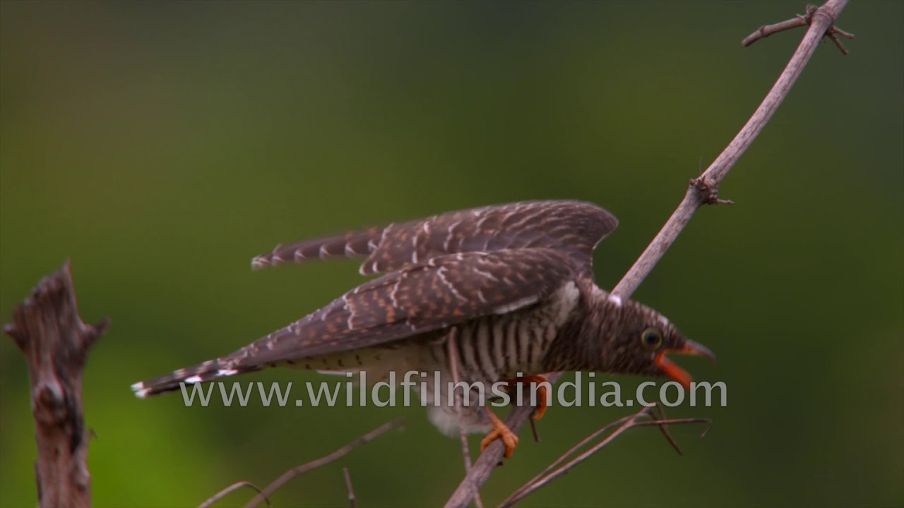 Perfectly documented avian brood parasitism in Common Hawk-cuckoo and ...