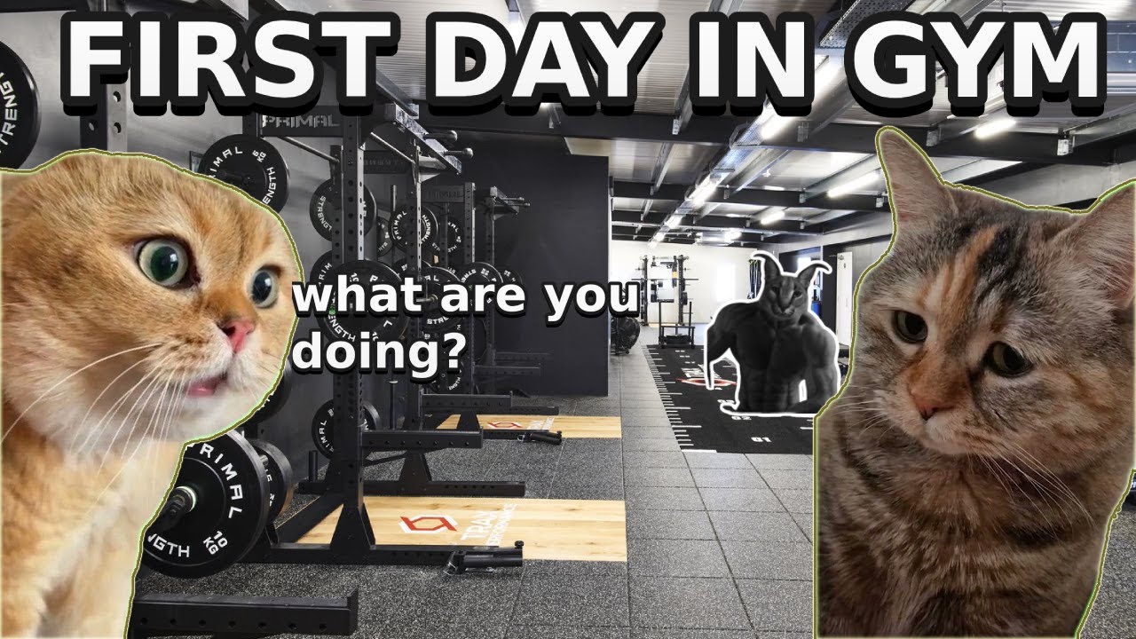 Cat Gym Memes