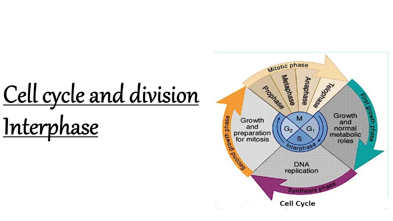 Cell cycle and Division | Class 11 | Introduction to cell cycle and ...