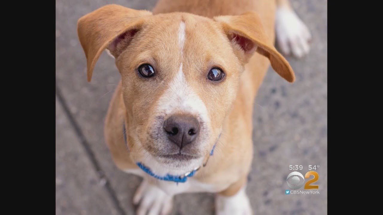 Dog Matching Apps Putting Key To Perfect Pet In Palm Of Your Hand - YouTube