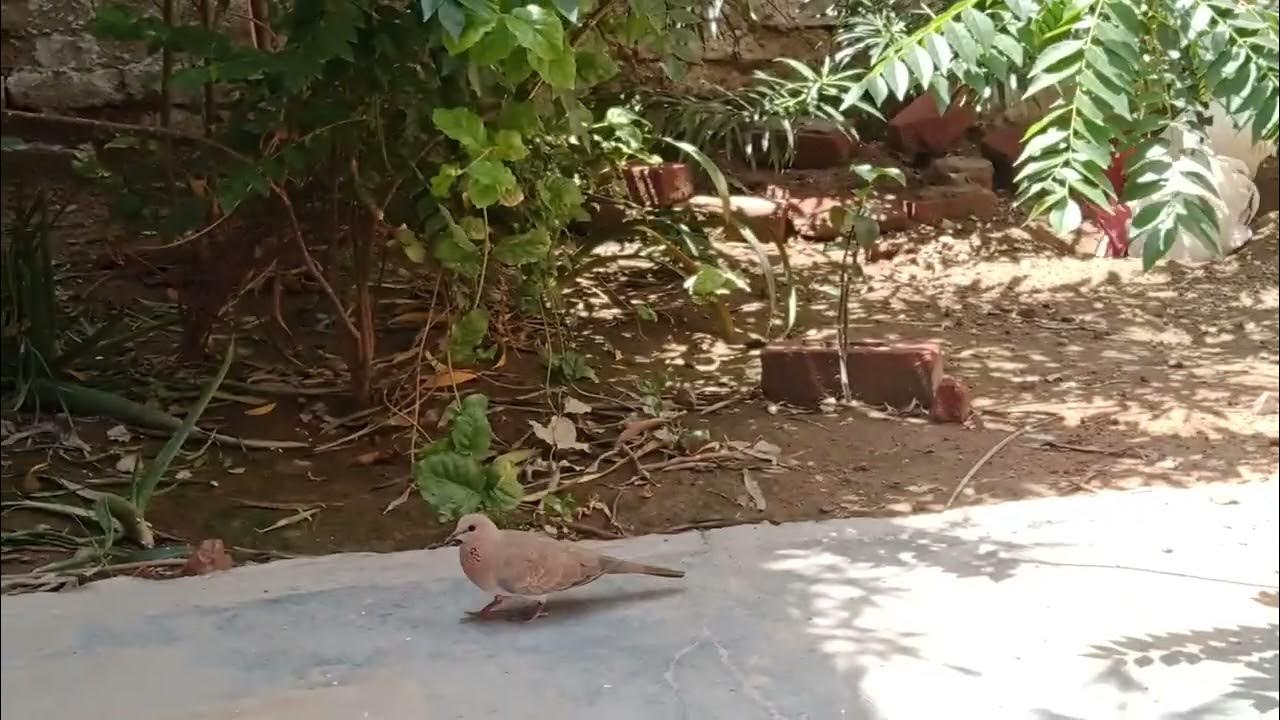 Pannu and Mannu ara afraid to see flying Dove - YouTube