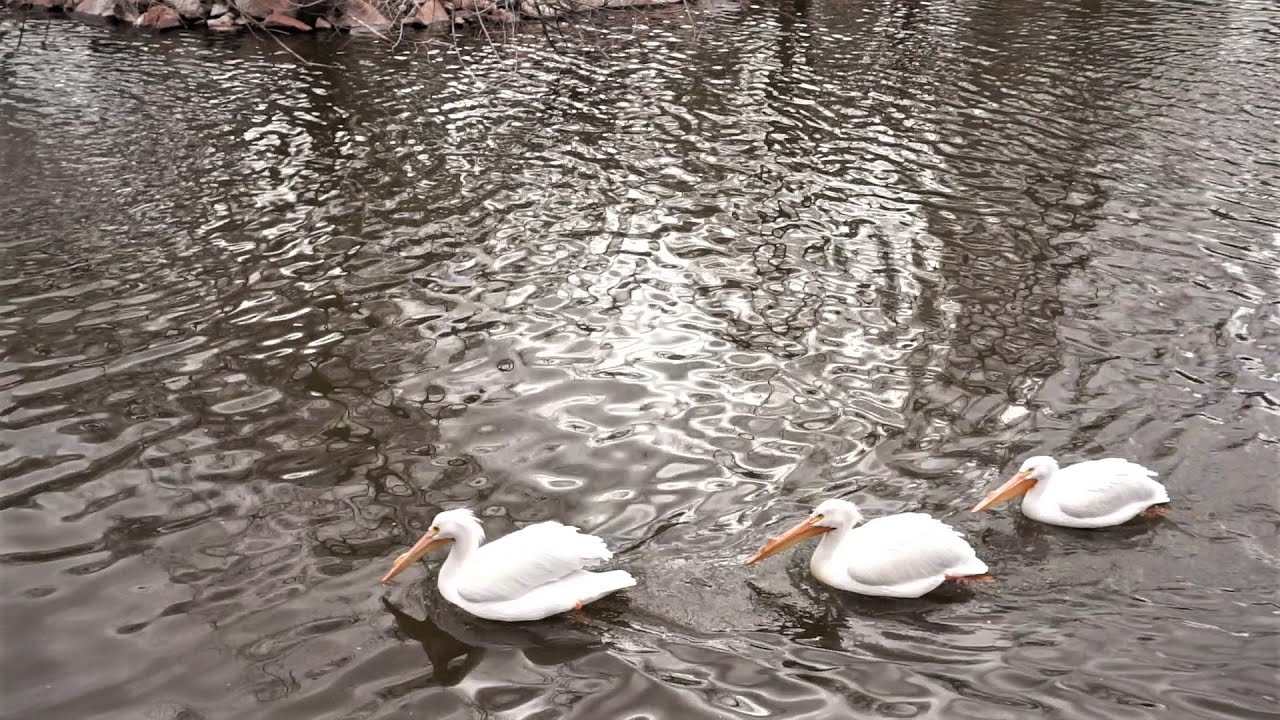 Walk through Tracy Aviary - YouTube