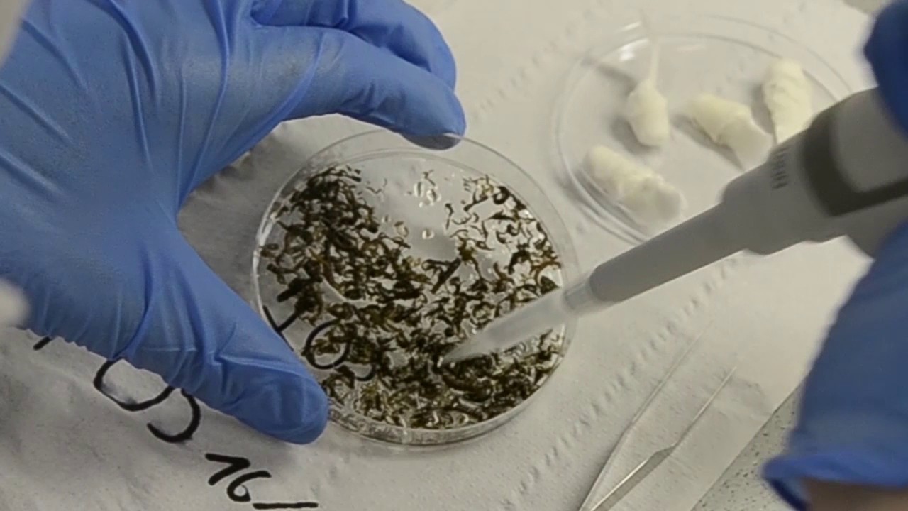 Tissue homogenisation - a crucial first step for DNA-based stream ...