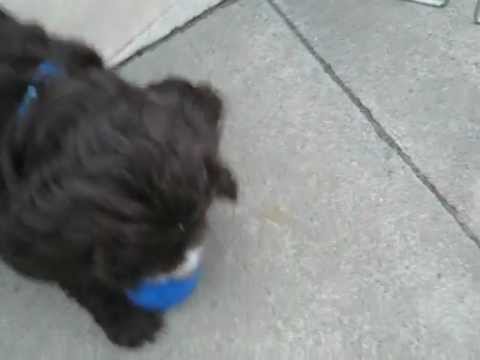 Bumper the cute springerpoo pup playing with ball - YouTube