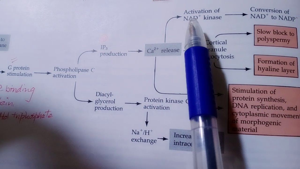 Slow and Fast block to Polyspermy; Dr Saghir Ahmad - YouTube