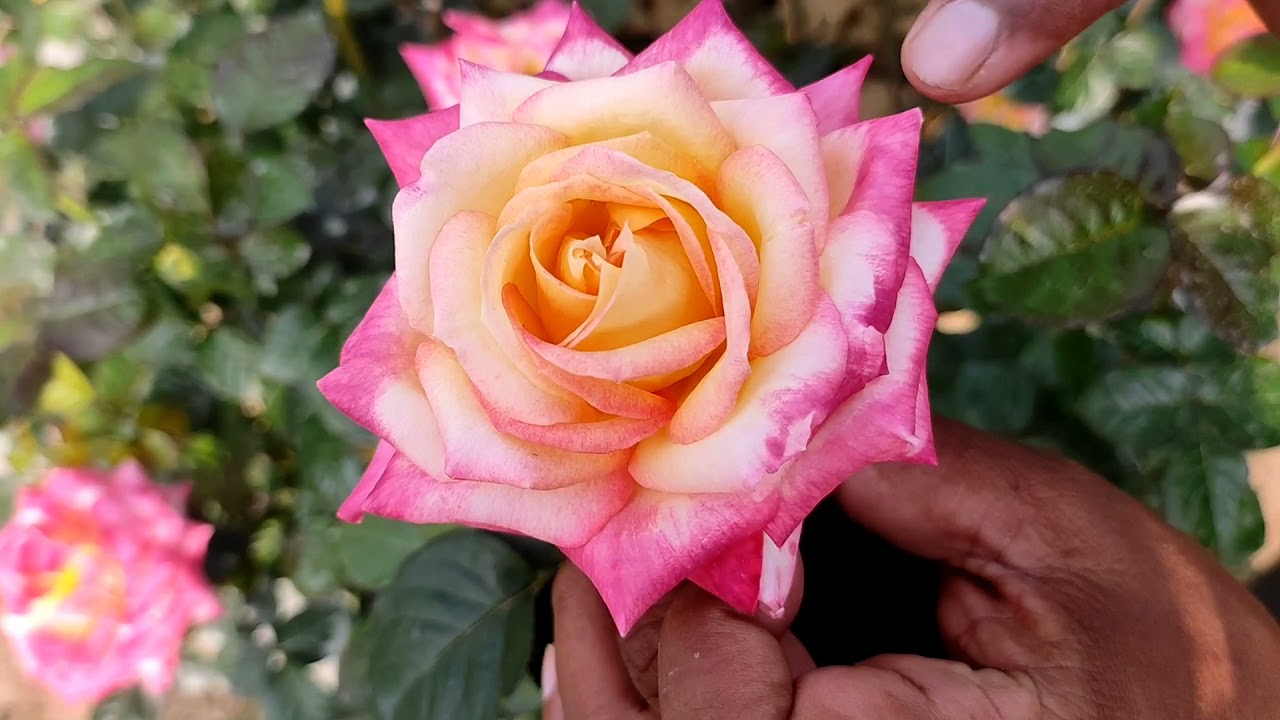 About Rose 🌹🌹🌹🌹 part 2... - YouTube