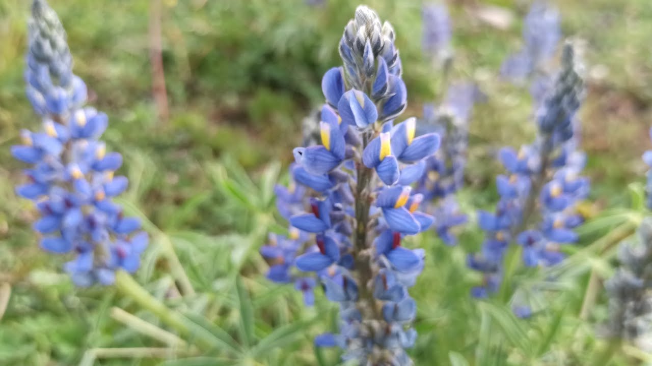 lupinus sabías que está planta regenera el suelo aprender más sobre los ...