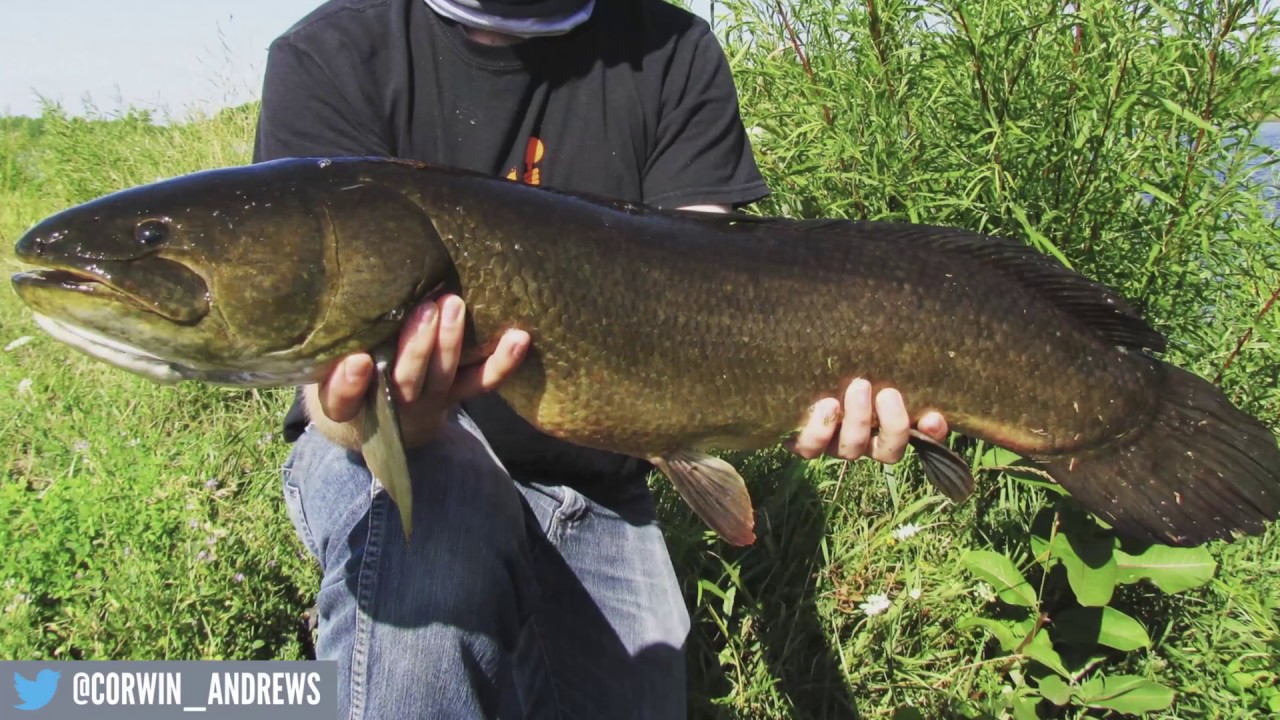 A fish from the JURASSIC Period?! The Bowfin. - YouTube