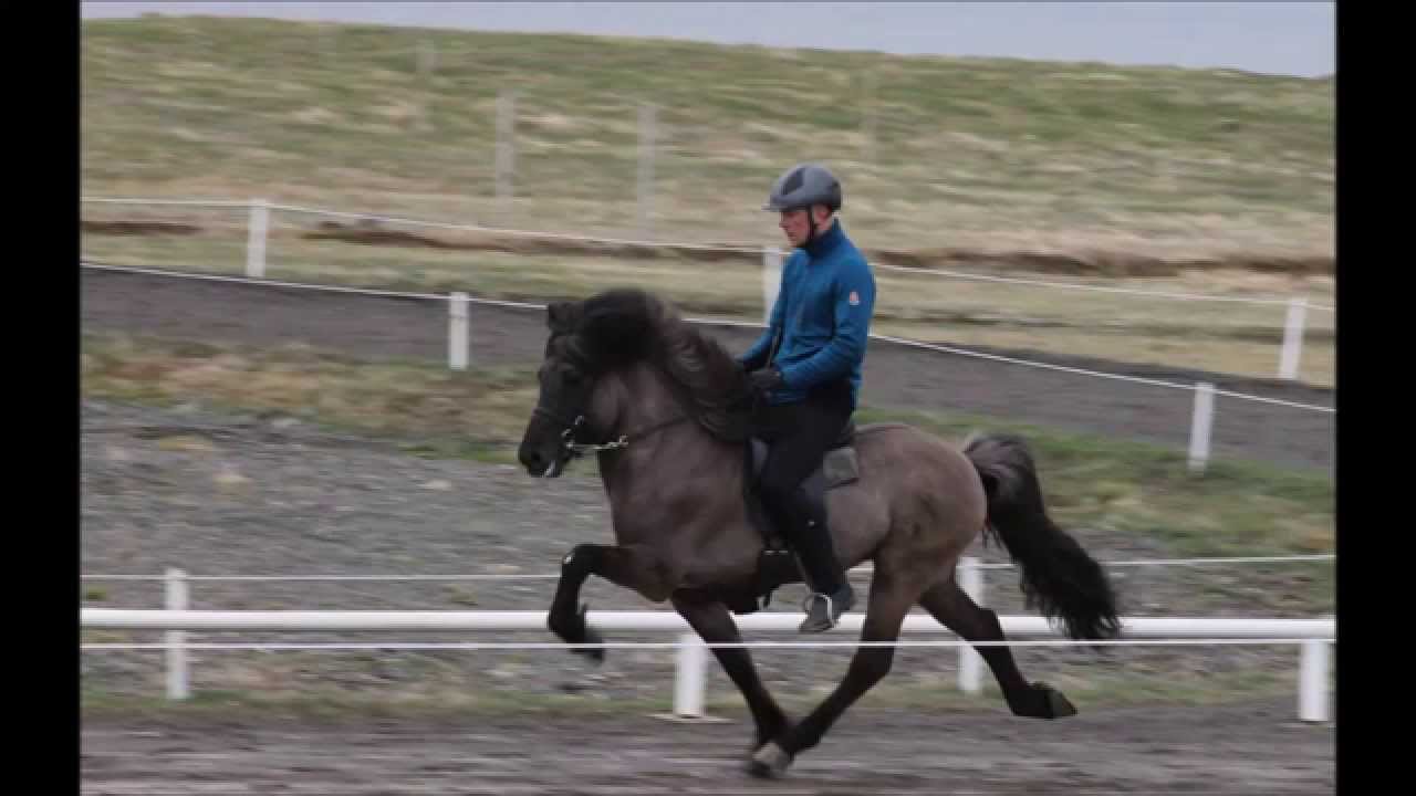 1. prize stallion for sale - YouTube