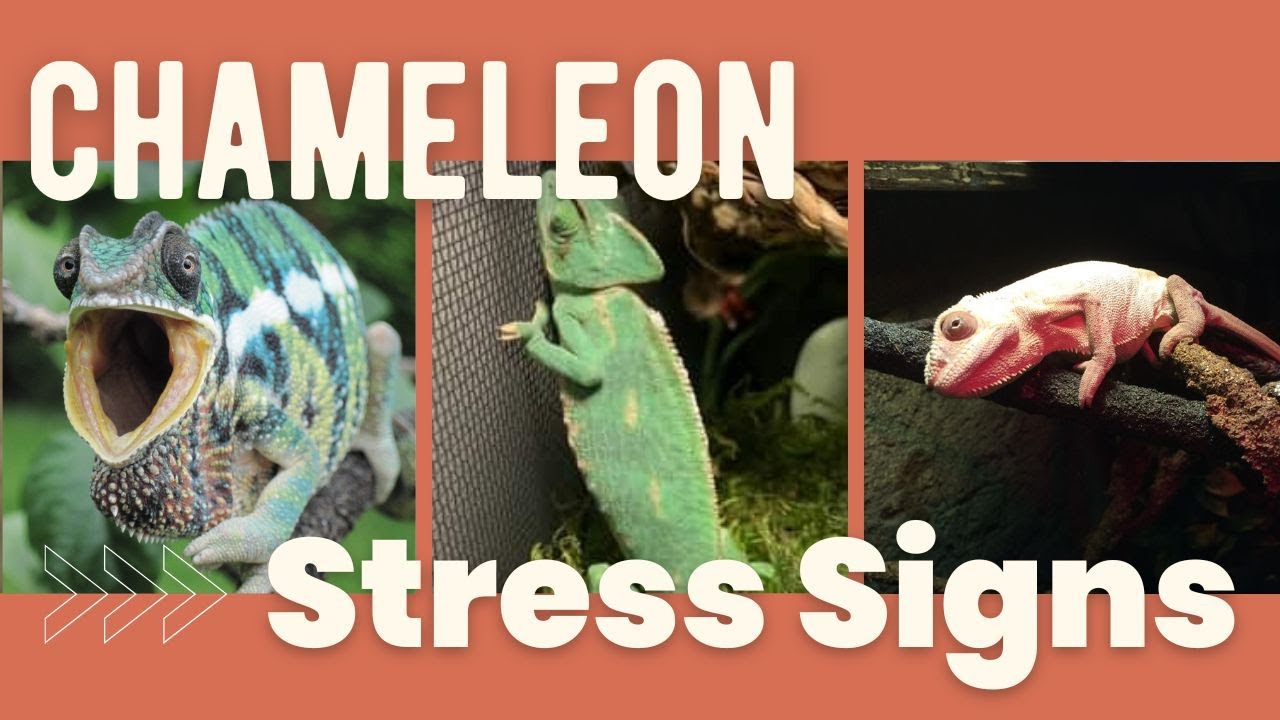 9 Signs a Chameleon is Stressed - YouTube