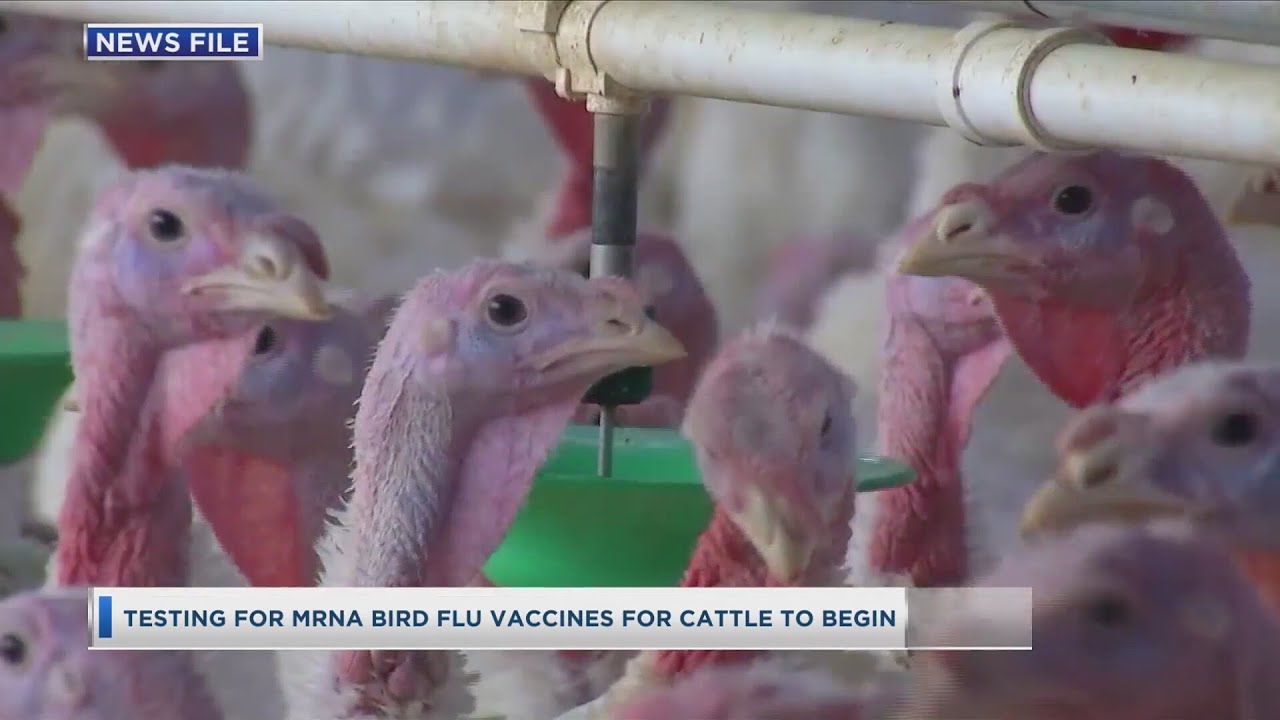 MRNA Bird Flu Vaccine Testing to Begin for Cattle - YouTube