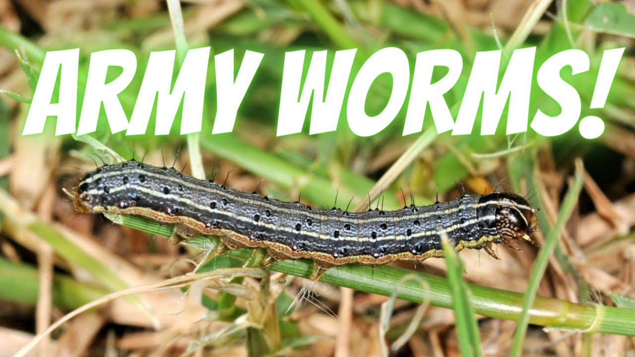 HOW TO Treat a Yard for Army Worms | Carbyrl 4L | Liquid Sevin - YouTube