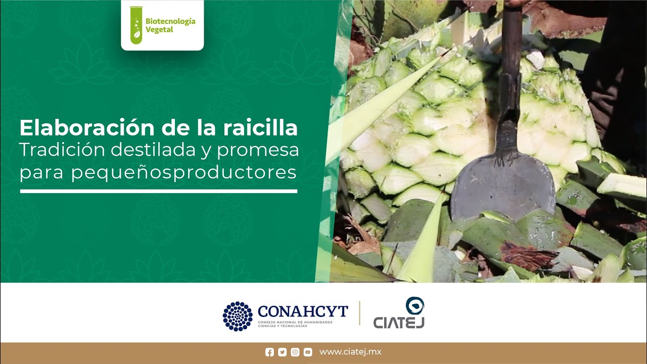 6. Elaboración de la Raicilla: tradición destilada y promesa para ...