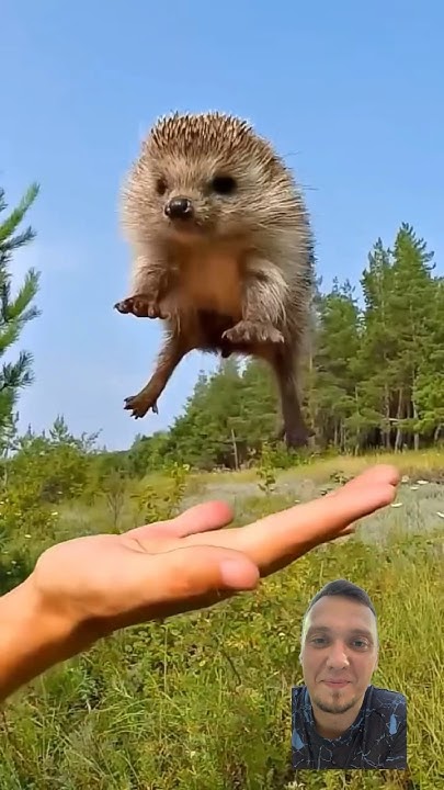 Как развернуть ежика☺️ #shortsvideo #рекомендации #memes #ёжик # ...