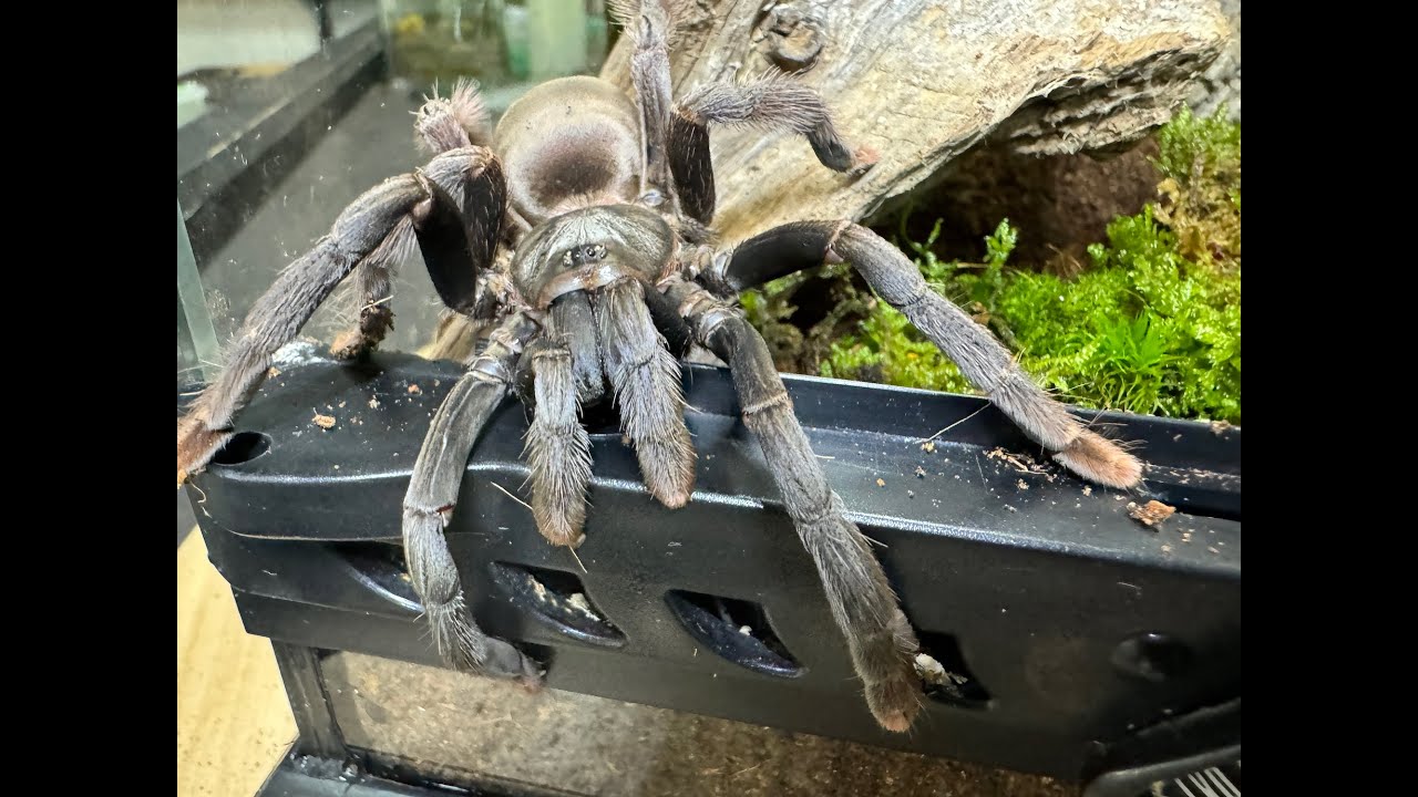 Amazonius sp caqueta rehouse and care - YouTube