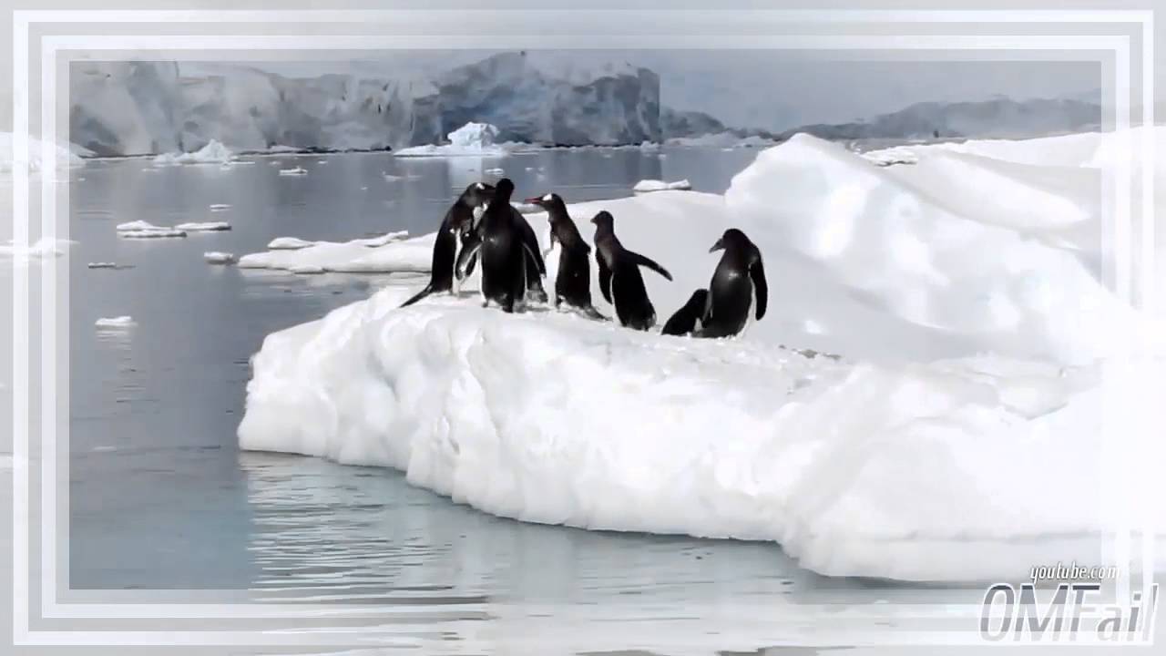 PENGUINS BEST FUNNY FAILS COMPILATION Fails de pingüinos - YouTube