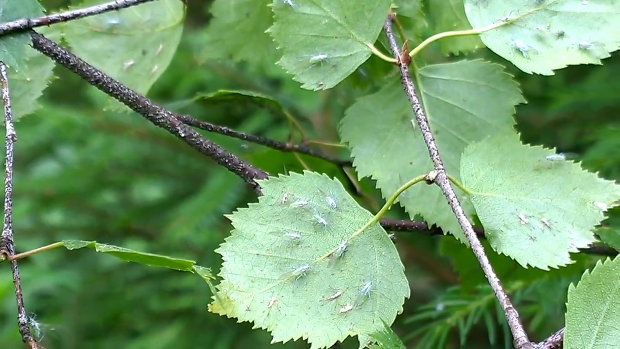 Birch aphids WP 20160604 035 by Tuomo Tuovinen - YouTube