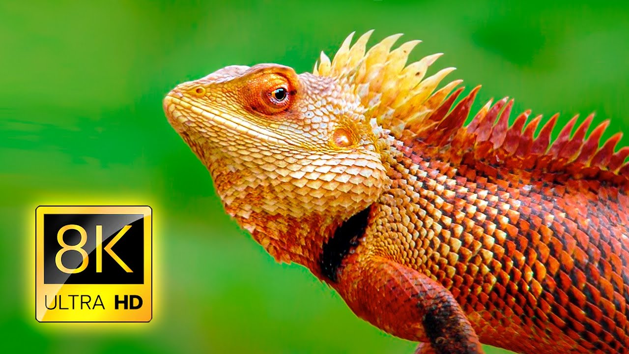 The Most Amazing Reptiles in 8K ULTRA HD / 8K TV - YouTube