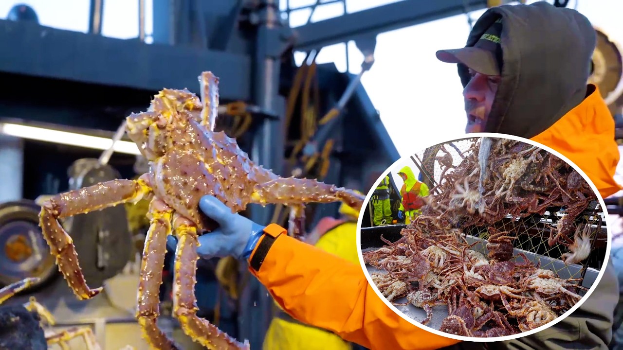 Amazing Alaskan King Crab Hunting, Hundreds of tons can be caught at a ...