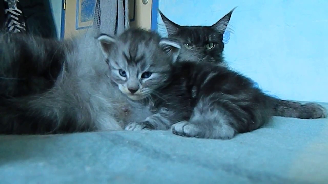 Les bibous de Bella 20 jours - YouTube