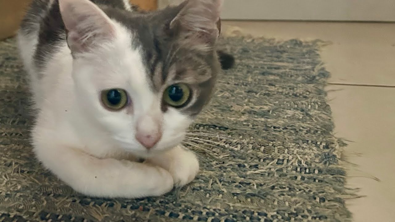 Pippi The Blitzed Out Hippie Cat Gets High On Her Own Supply And That’s ...