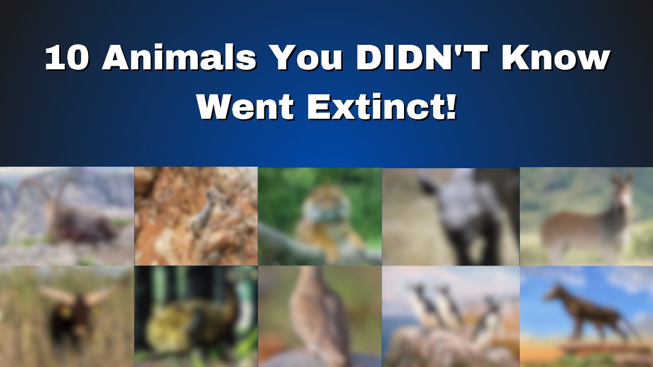 10 Animals You DIDN'T Know Went Extinct! - YouTube