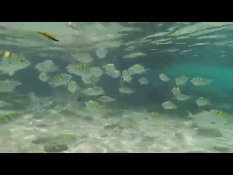 Snorkeling at Sandals Ochi Beach!