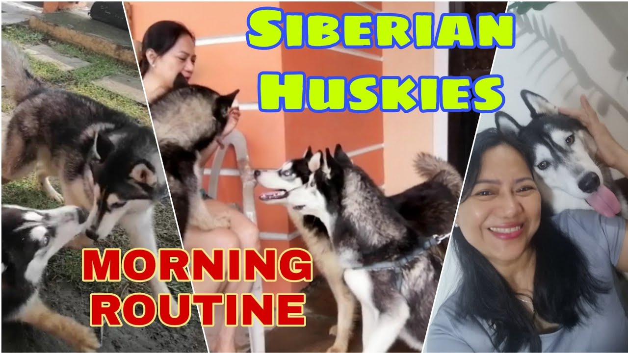 MORNING ROUTINE WITH SIBERIAN HUSKIES - YouTube