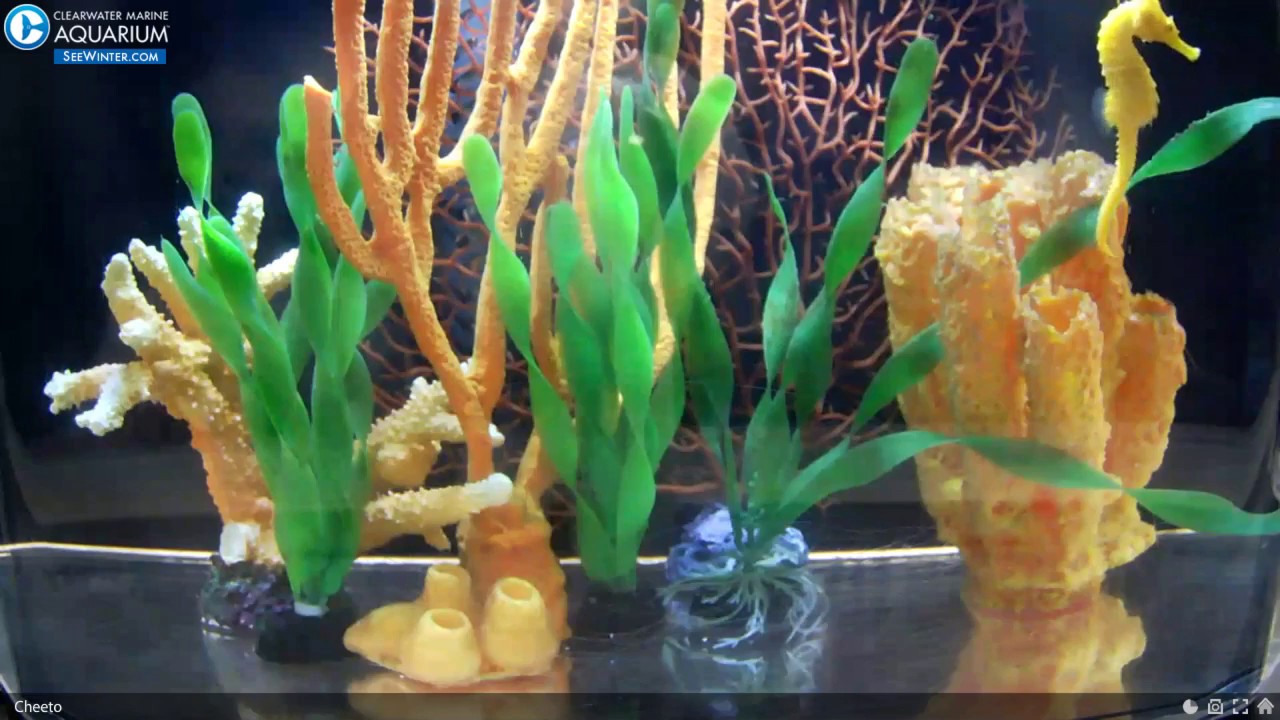 Cheeto the Lucky Seahorse Last Live Webcam Stream Before Release ...
