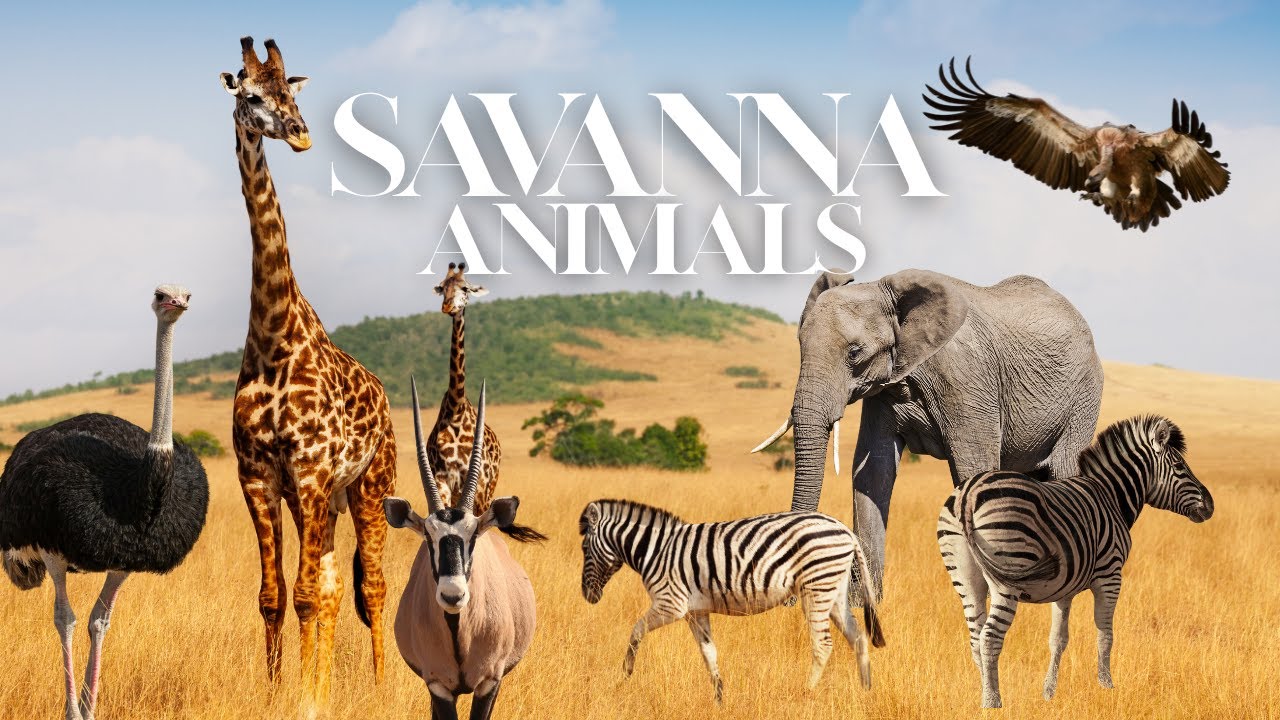 Savanna Animals 4K | Peaceful Wildlife with Relaxing Music - YouTube