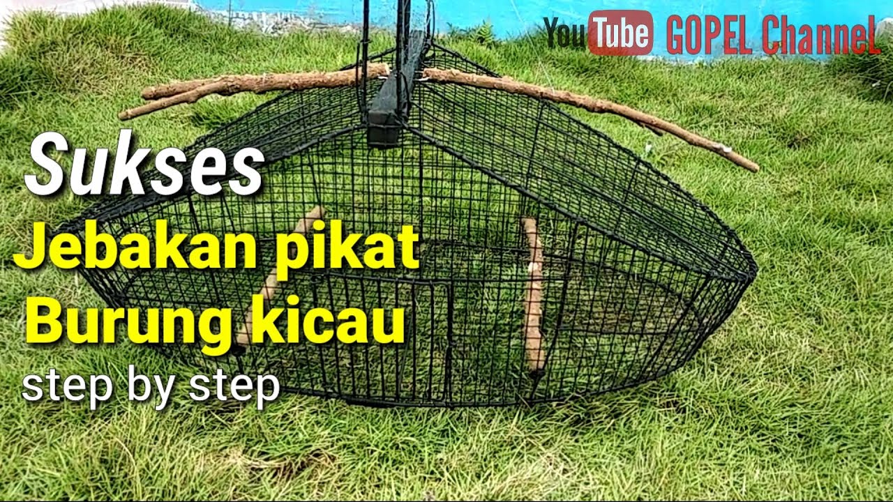 Membuat jebakan pikat burung kicau. step by step - YouTube