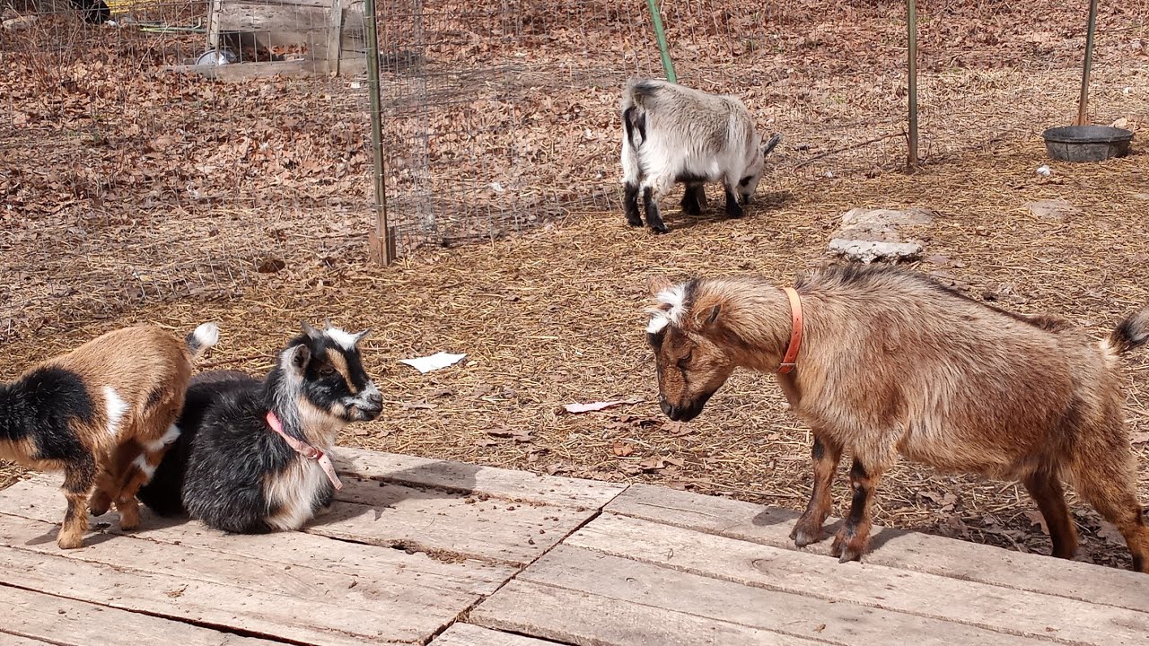 Goat Tuesday - YouTube