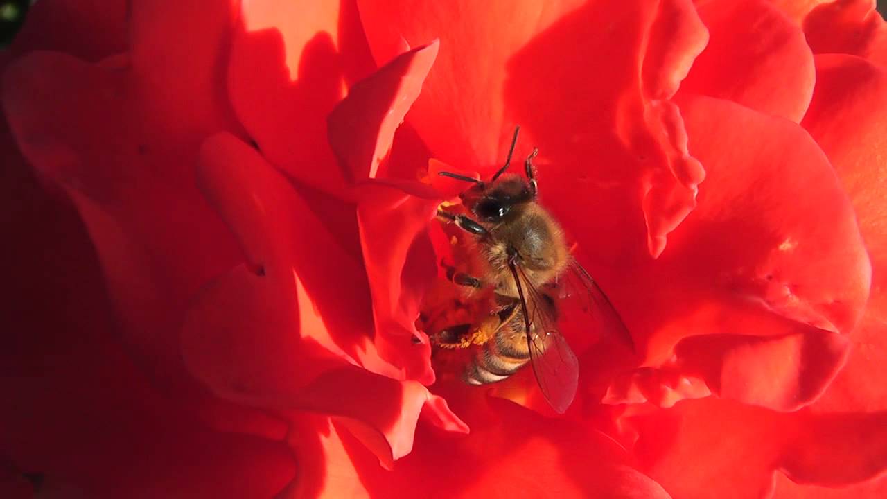 Busy bee collecting pollen in a rose - YouTube