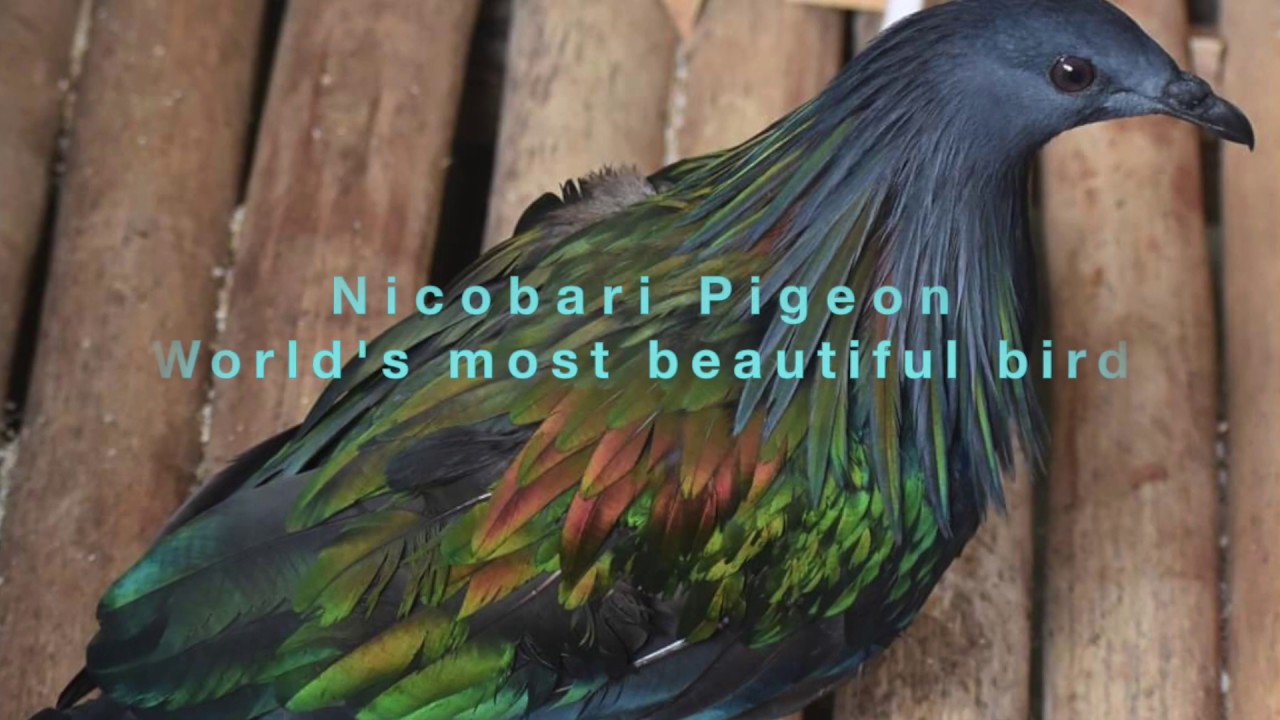 Birds of Andamans - Nicobari Pigeon I Andaman & Nicobar Islands I ...