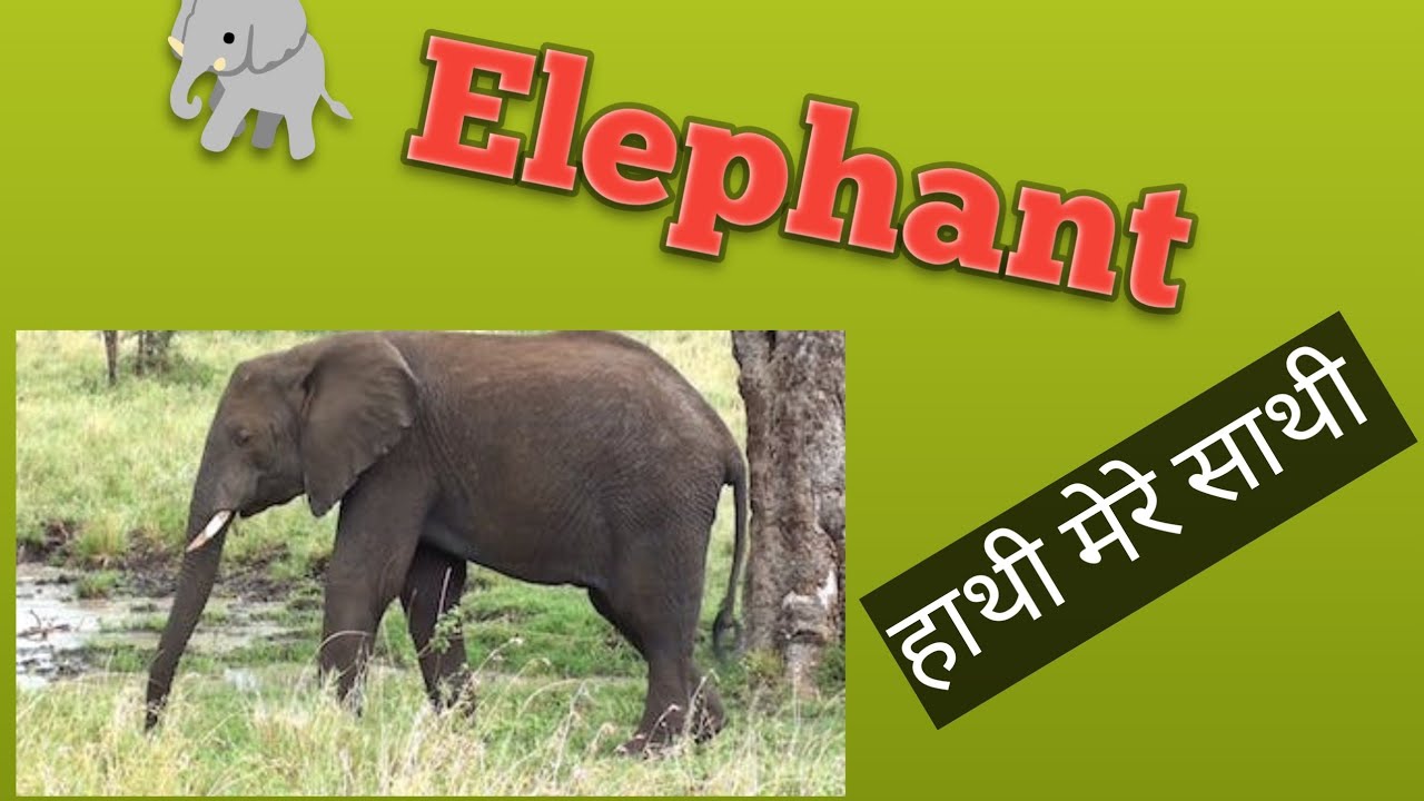 Elephant,The great Animal Hathi mere sathi #elephant #haathi @Shailja23 ...