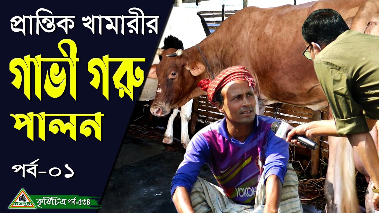 534-প্রান্তিক খামারির গাভী গরু পালন, মুরুটিয়া শাহজাদপুর সিরাজগঞ্জ ...
