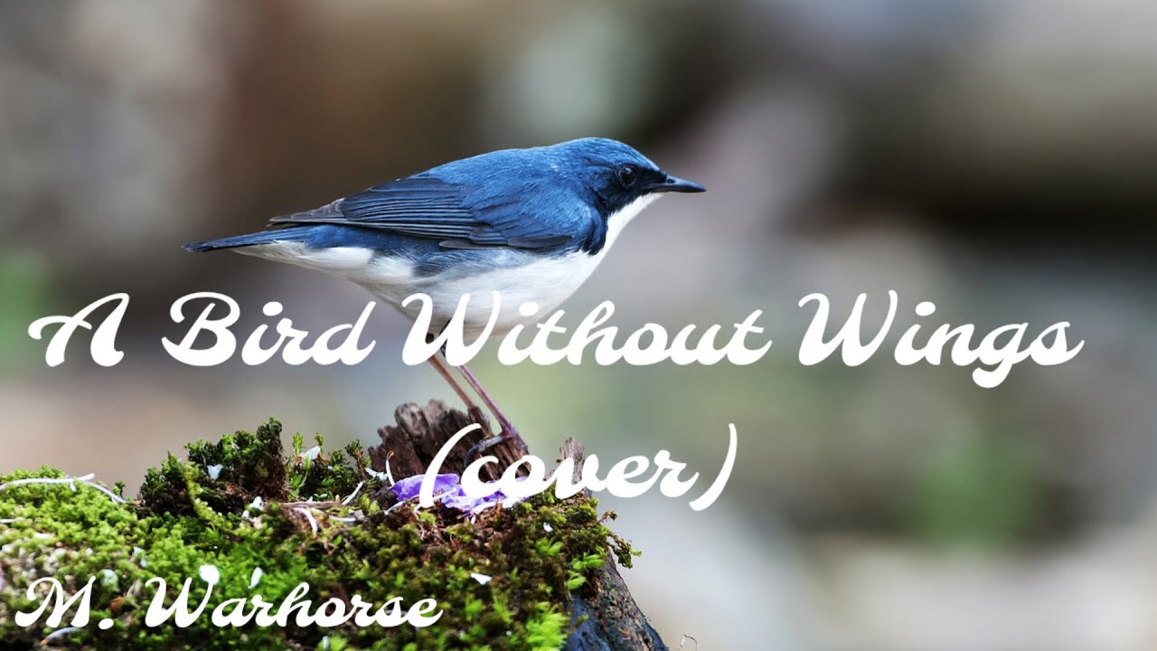 A Bird Without Wings / cover / alternate lyrics - YouTube