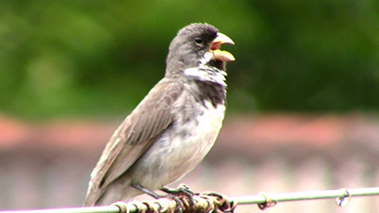 Coleiro Canto Regional do Sul - Lindo de Ver - YouTube