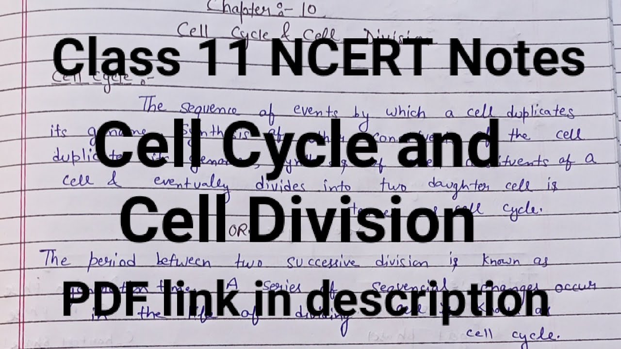 Cell Cycle and Cell Division Notes class 11| cell cycle and cell ...
