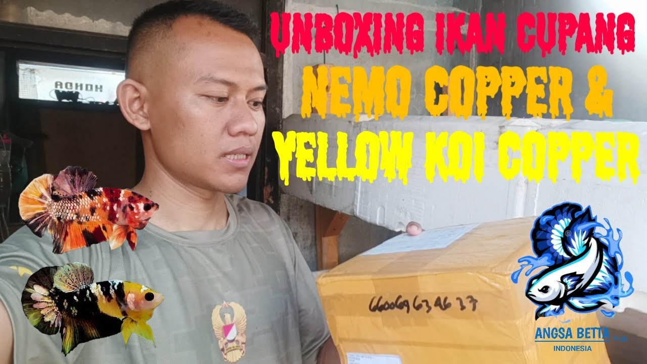 unboxing ikan cupang yellow koi copper dan nemo copper - YouTube